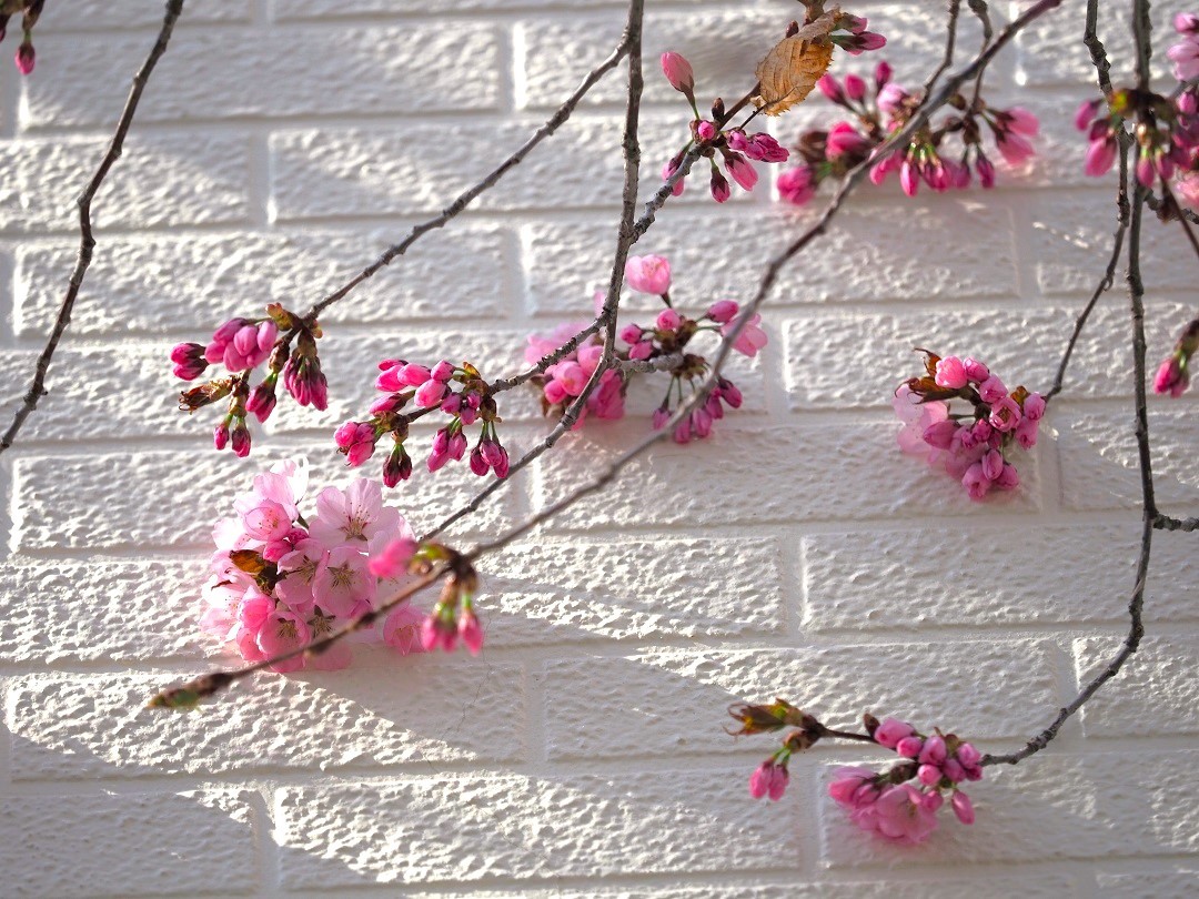 帯広で早くも桜が開花! 今年も一番(?)はあの医院 - Chai Cross 帯広で早くも桜が開花! 今年も一番(?)はあの医院 - Chai Cross