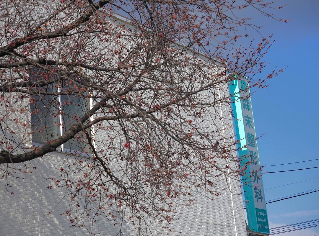 帯広で早くも桜が開花! 今年も一番(?)はあの医院 - Chai Cross 帯広で早くも桜が開花! 今年も一番(?)はあの医院 - Chai Cross